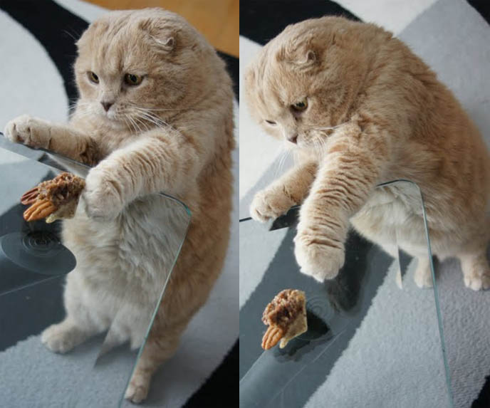 SCOTTISH FOLD CAT IS ADORABLE COOKBOOK MUSE. PET KITTY BASIL FARROW AS ...